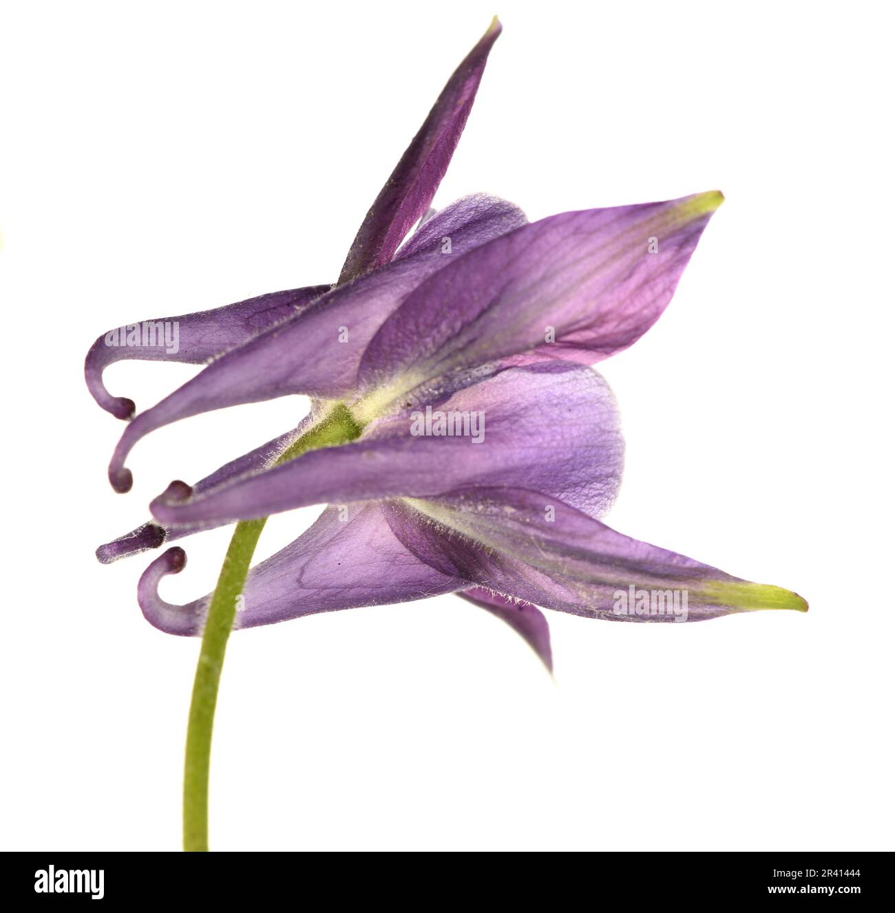 Single purple Columbine (Aquilegia spp.) flower against a white lighted ...