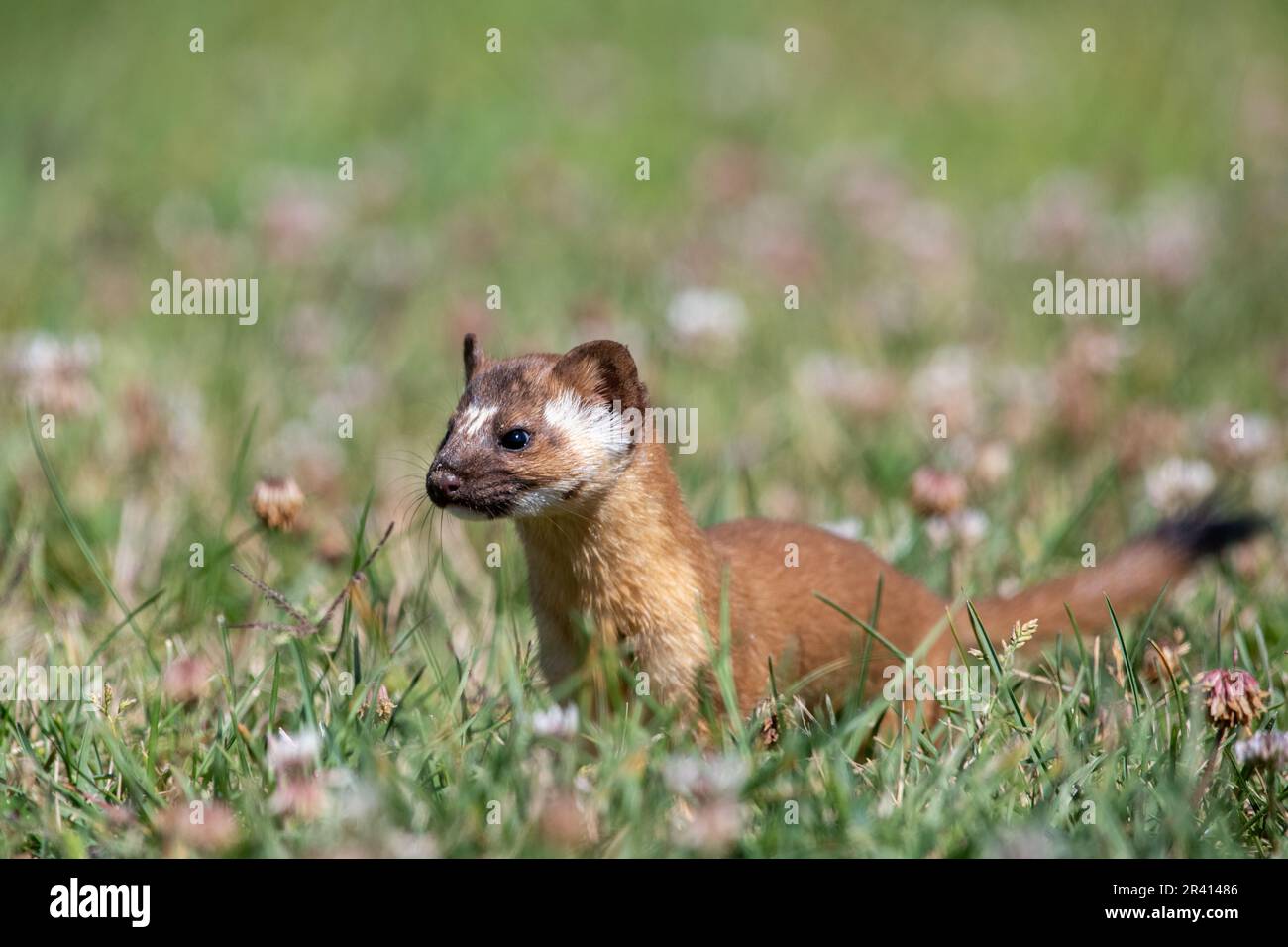 Long-tailed weasel standing in field Stock Photo - Alamy