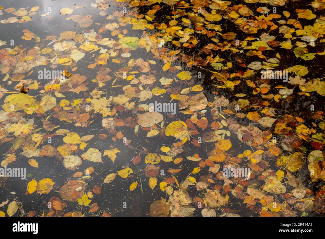 Autumn leaves float on the surface of the water. Fallen autumnal leaves on surface of lake ...