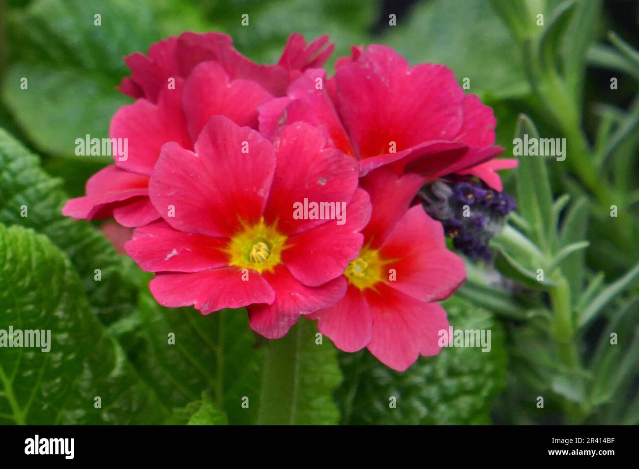 Ball primrose hi-res stock photography and images - Alamy