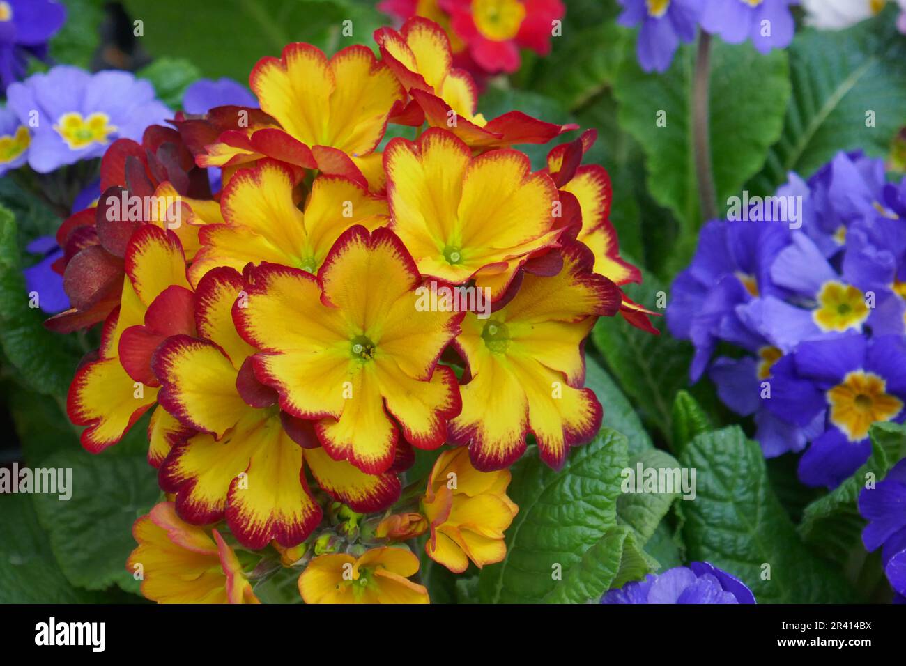 Blue ball primrose hi-res stock photography and images - Alamy