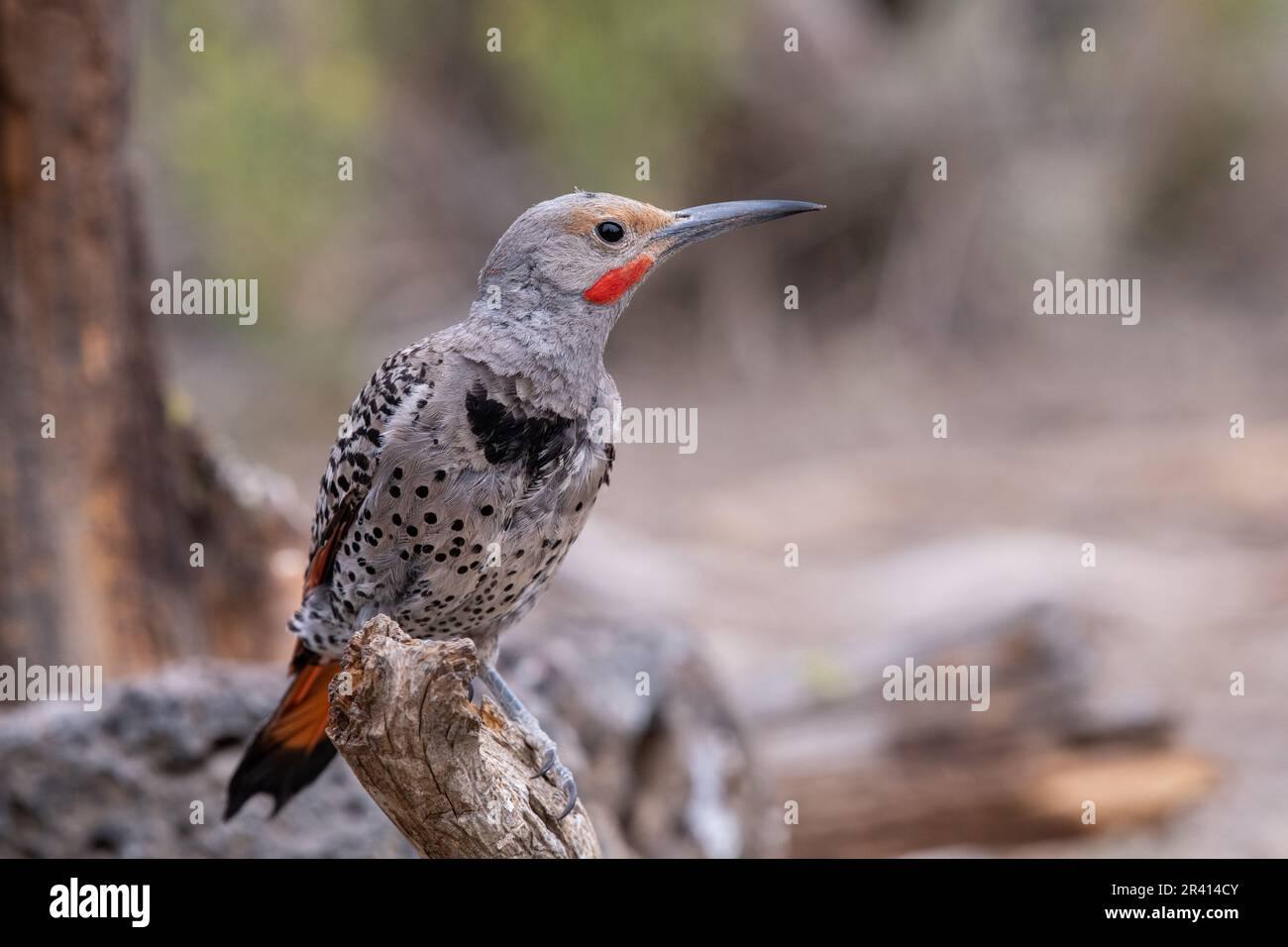 Northern flicker on a perch Stock Photo - Alamy