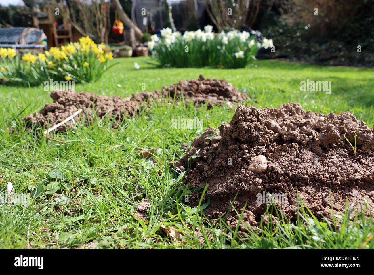 Unkempt lawn hi-res stock photography and images - Alamy