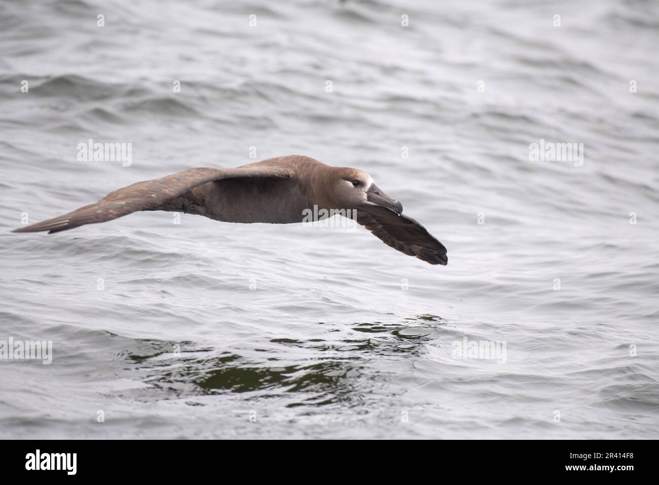 Black-footed albatross flying over the ocean Stock Photo - Alamy