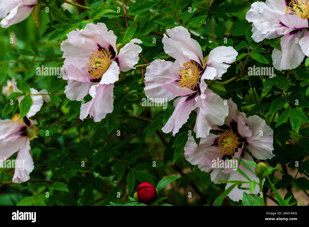 very beautiful Paeonia rockii white flower on a green background White ...