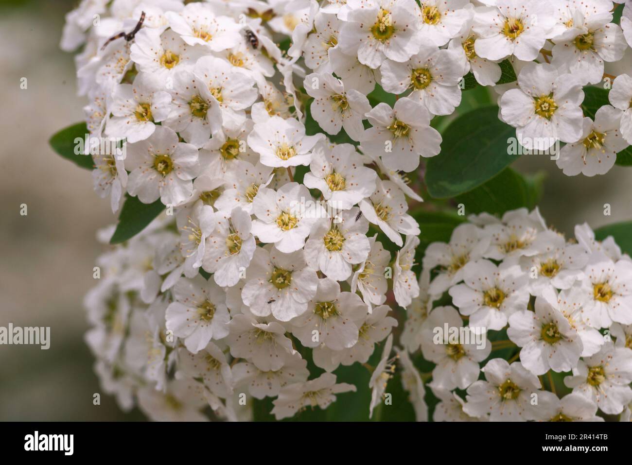 Reeves spirea hi-res stock photography and images - Alamy