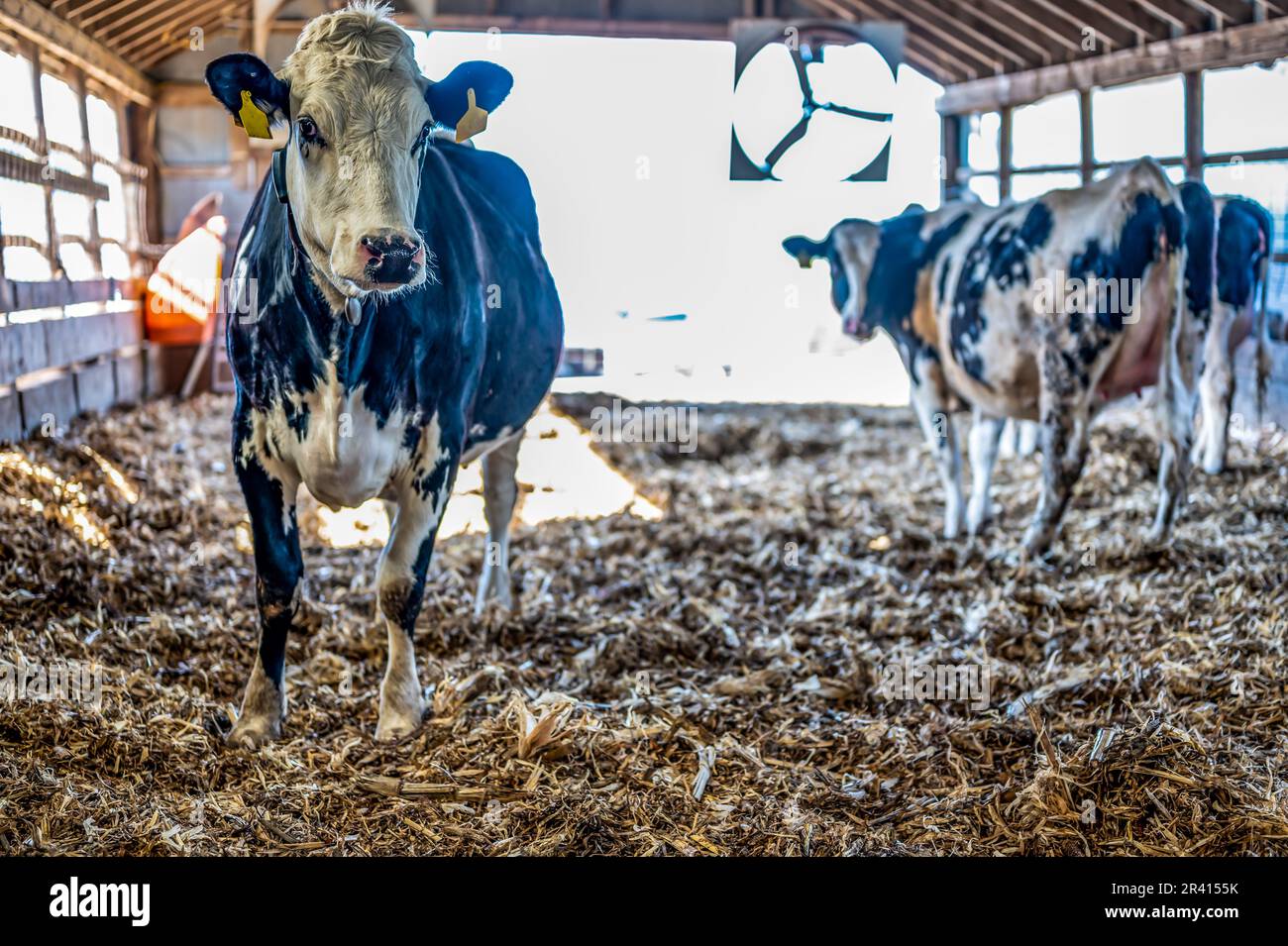 Deep-litter bedding in a bred heifer dairy pole barn Stock Photo - Alamy