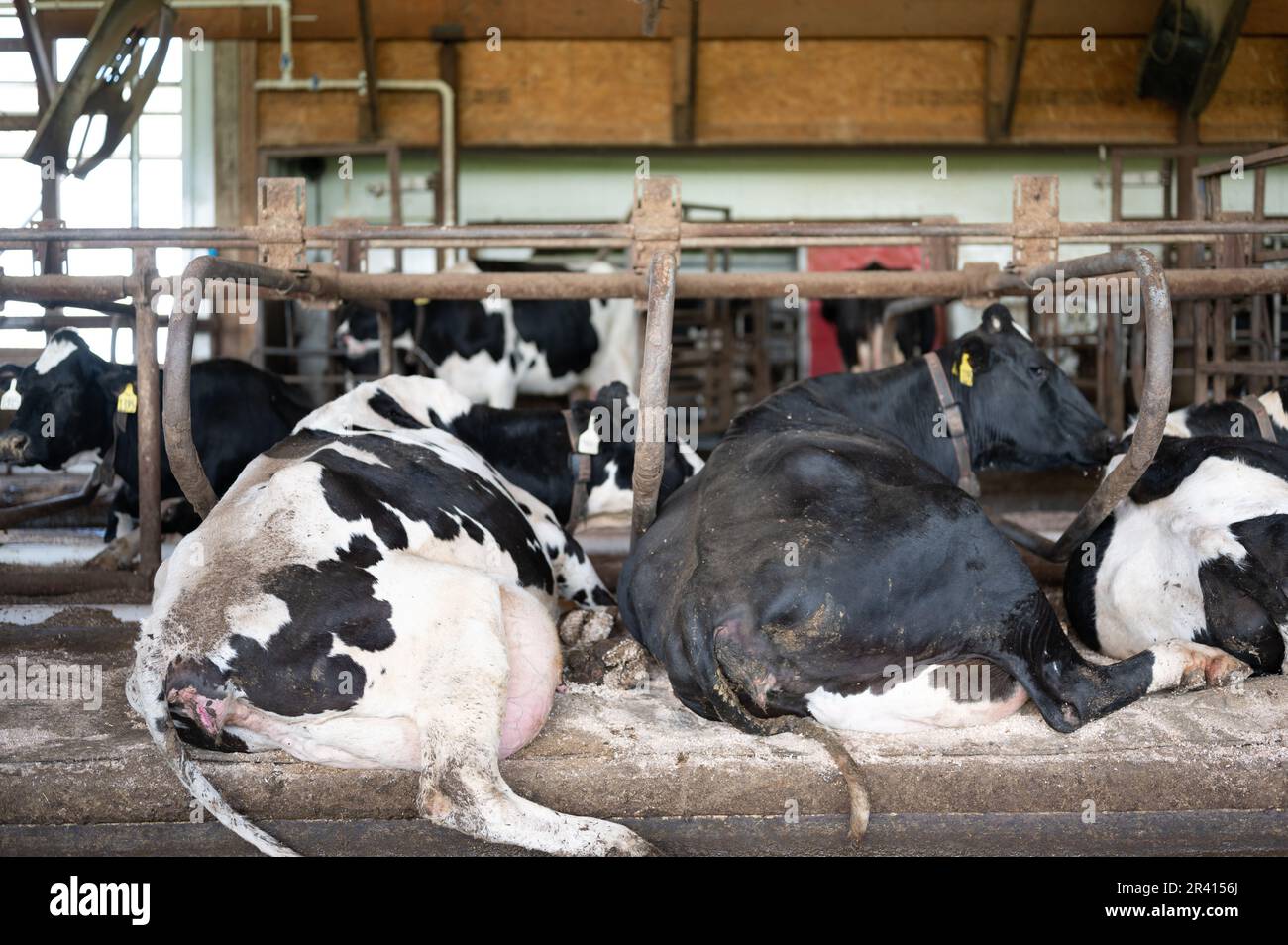 Holstein dairy cows comfortably laying down in freestalls barn Stock ...