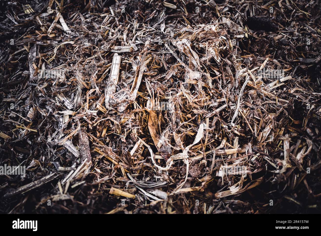 Deep-litter bedding in cattle barn from corn cobs and stubble Stock ...