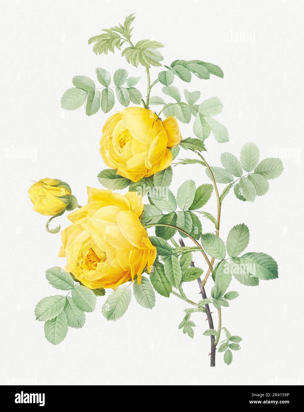 Rose illustration. Botanical rose flower art. Yellow Rose Stock Photo ...