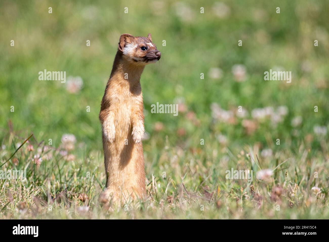 Long tailed weasel hi-res stock photography and images - Alamy
