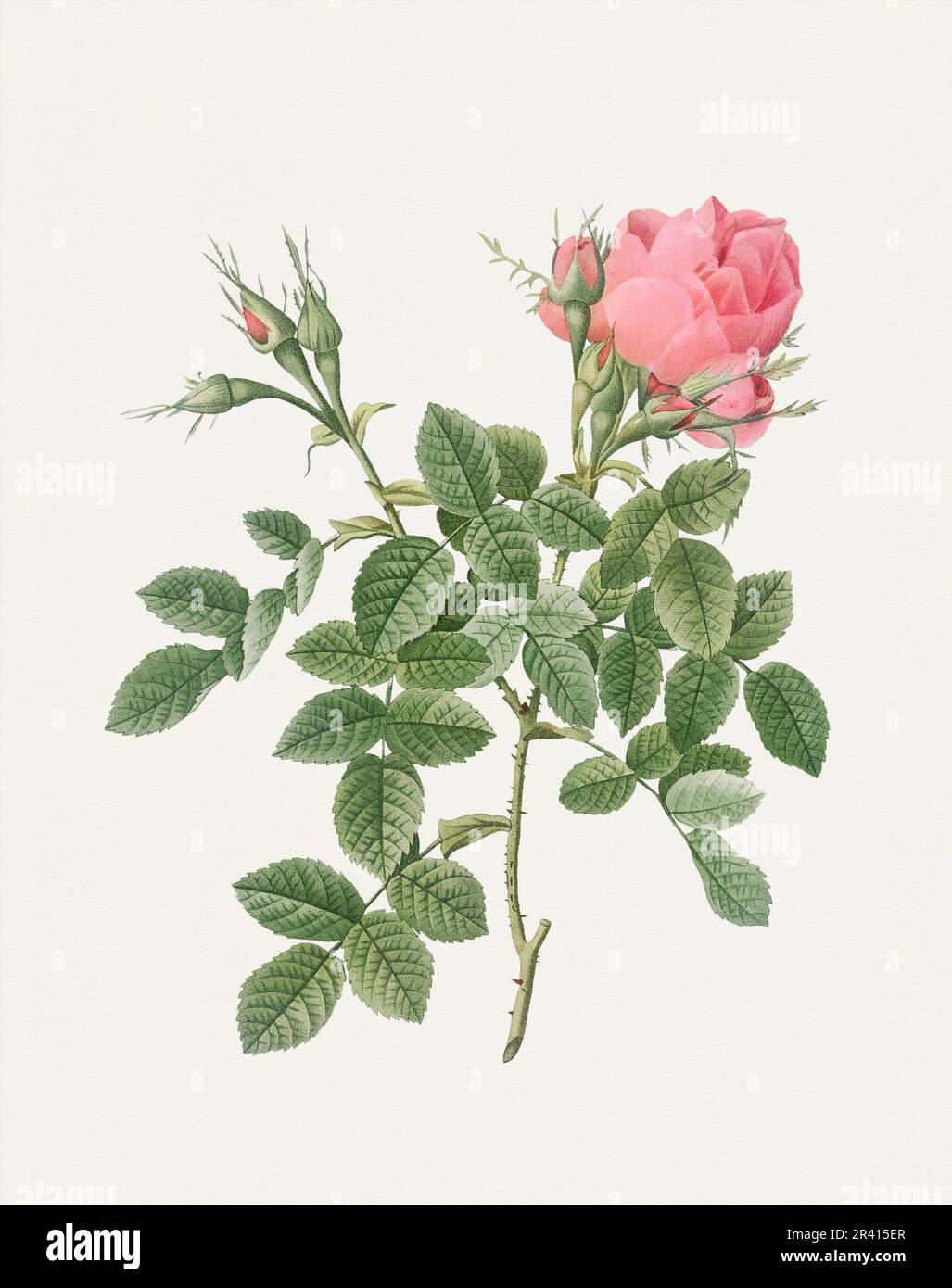 Four seasons rose hi-res stock photography and images - Alamy