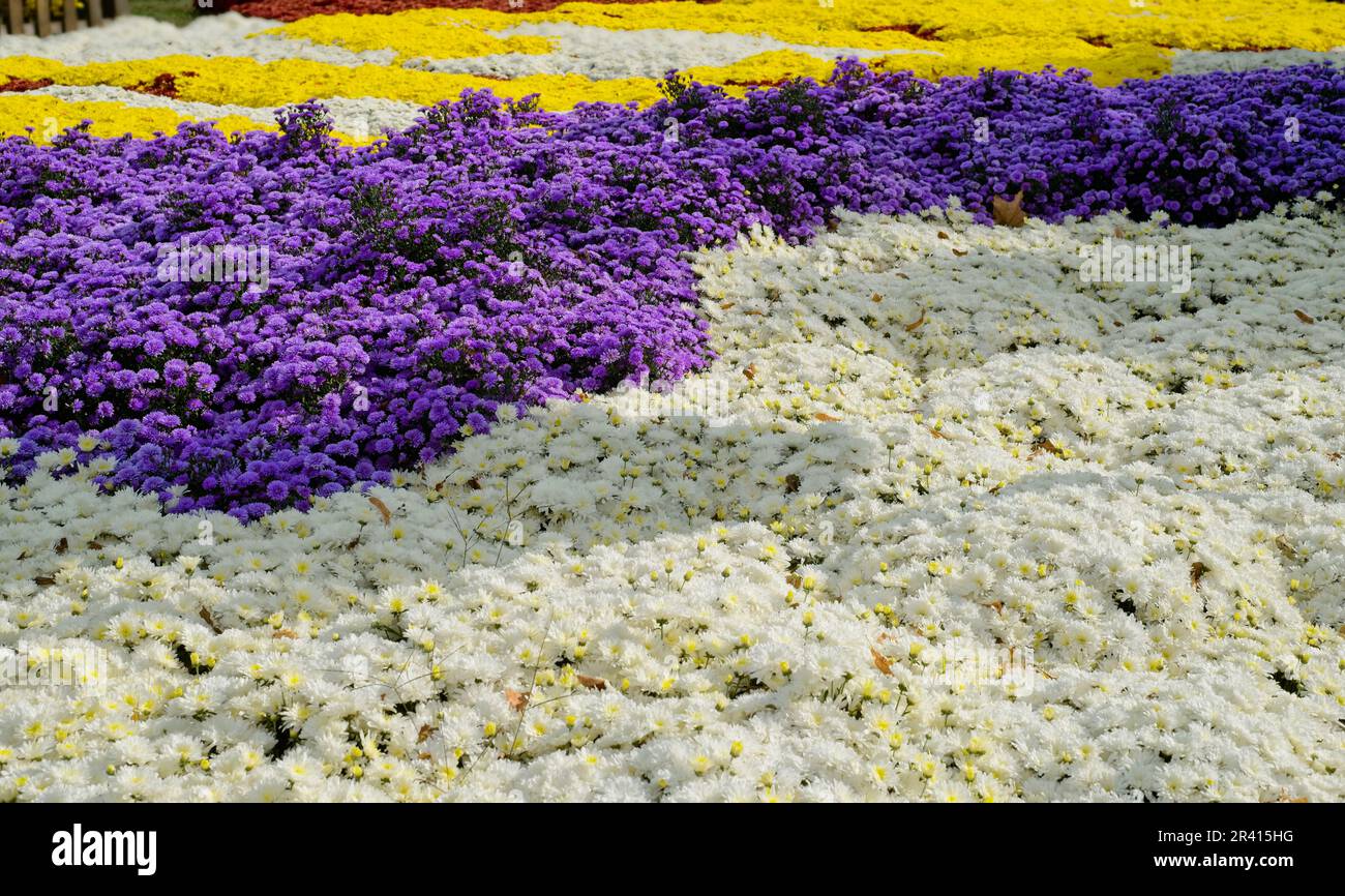Beds of purple and white mums at an Ohio fall mum festival Stock Photo ...