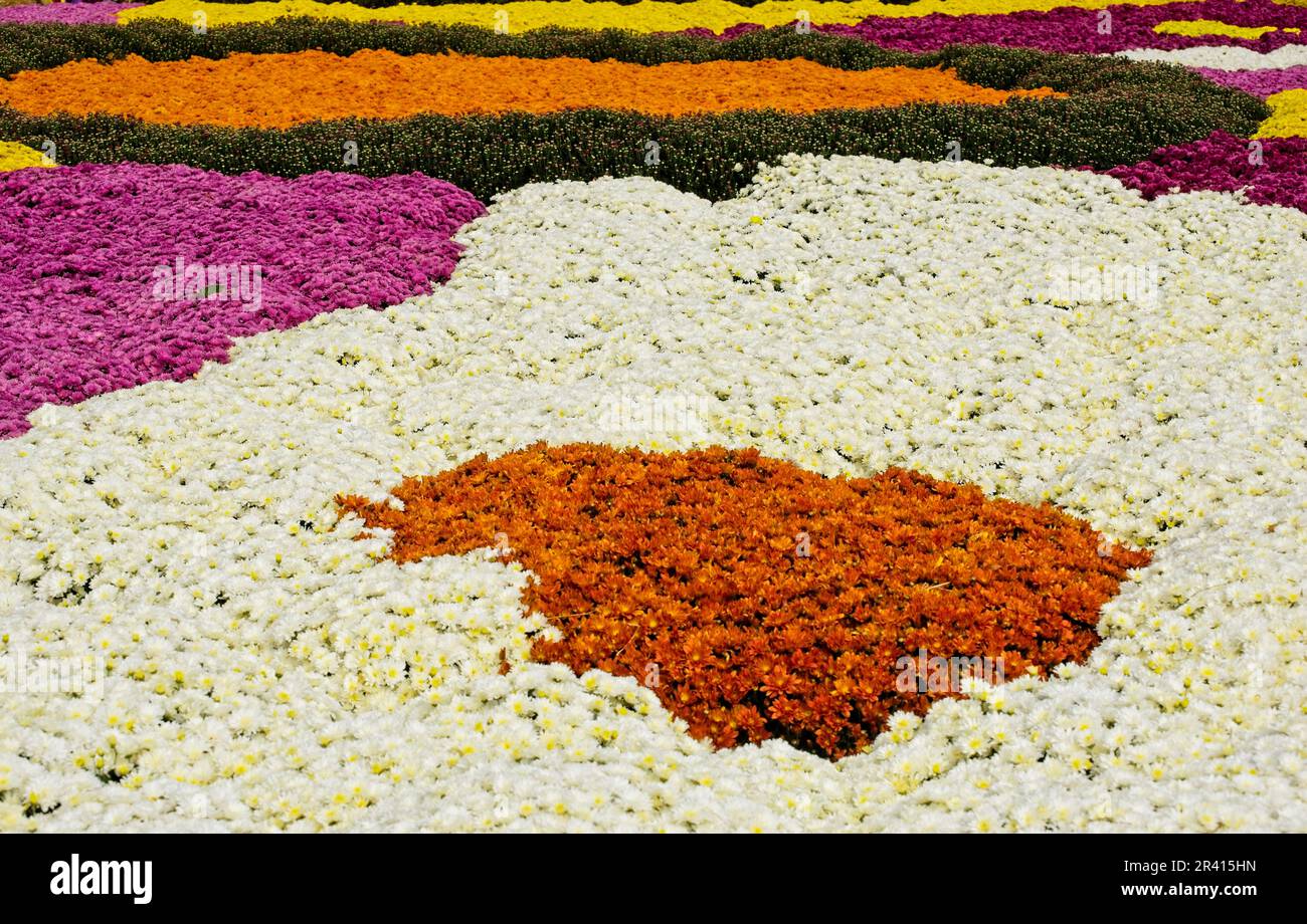 Barberton mum fest hi-res stock photography and images - Alamy