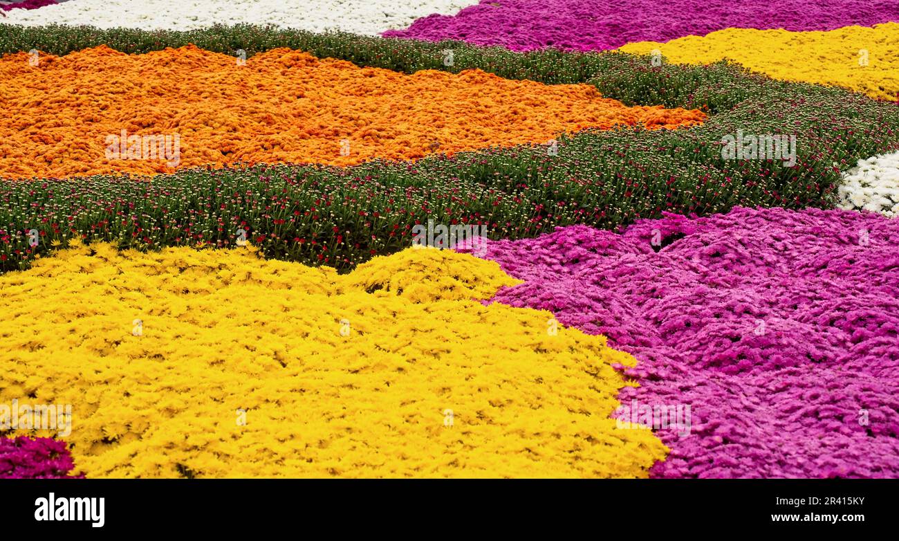 Artistic display of mums in various hues at an Ohio mum festival in ...