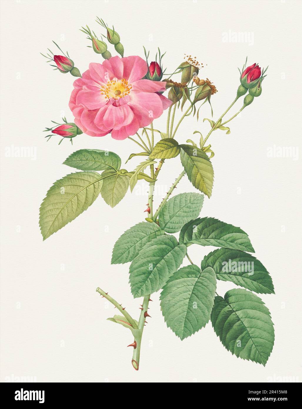 Beautiful Rose Flower illustration. Harsh Downy Rose-Cotton Rose Stock ...
