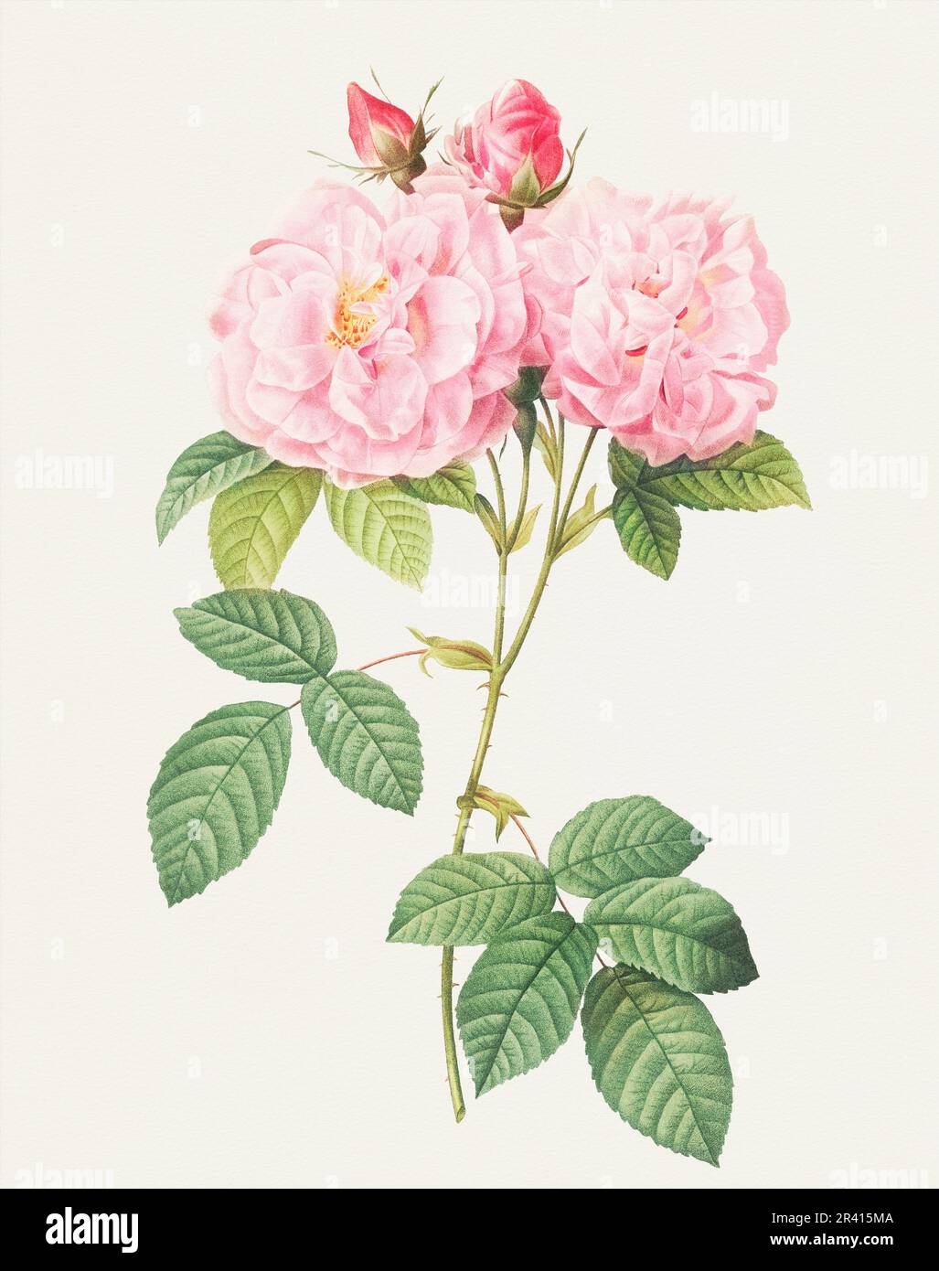 Beautiful Rose Flower illustration. Italian Damask Rose Stock Photo - Alamy