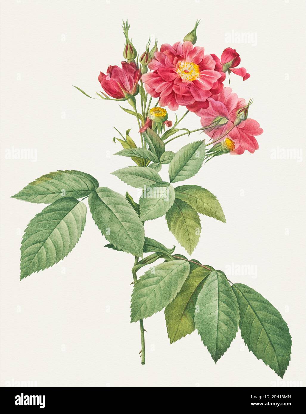 Antique Rose illustration. Rambling Rose Stock Photo - Alamy
