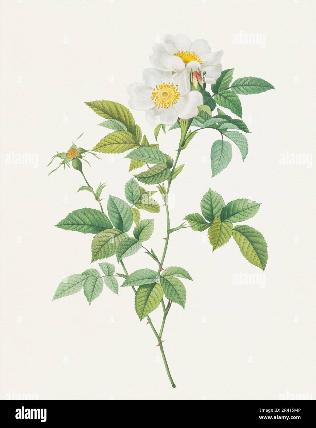 Antique Rose illustration. White wild Rose Stock Photo - Alamy