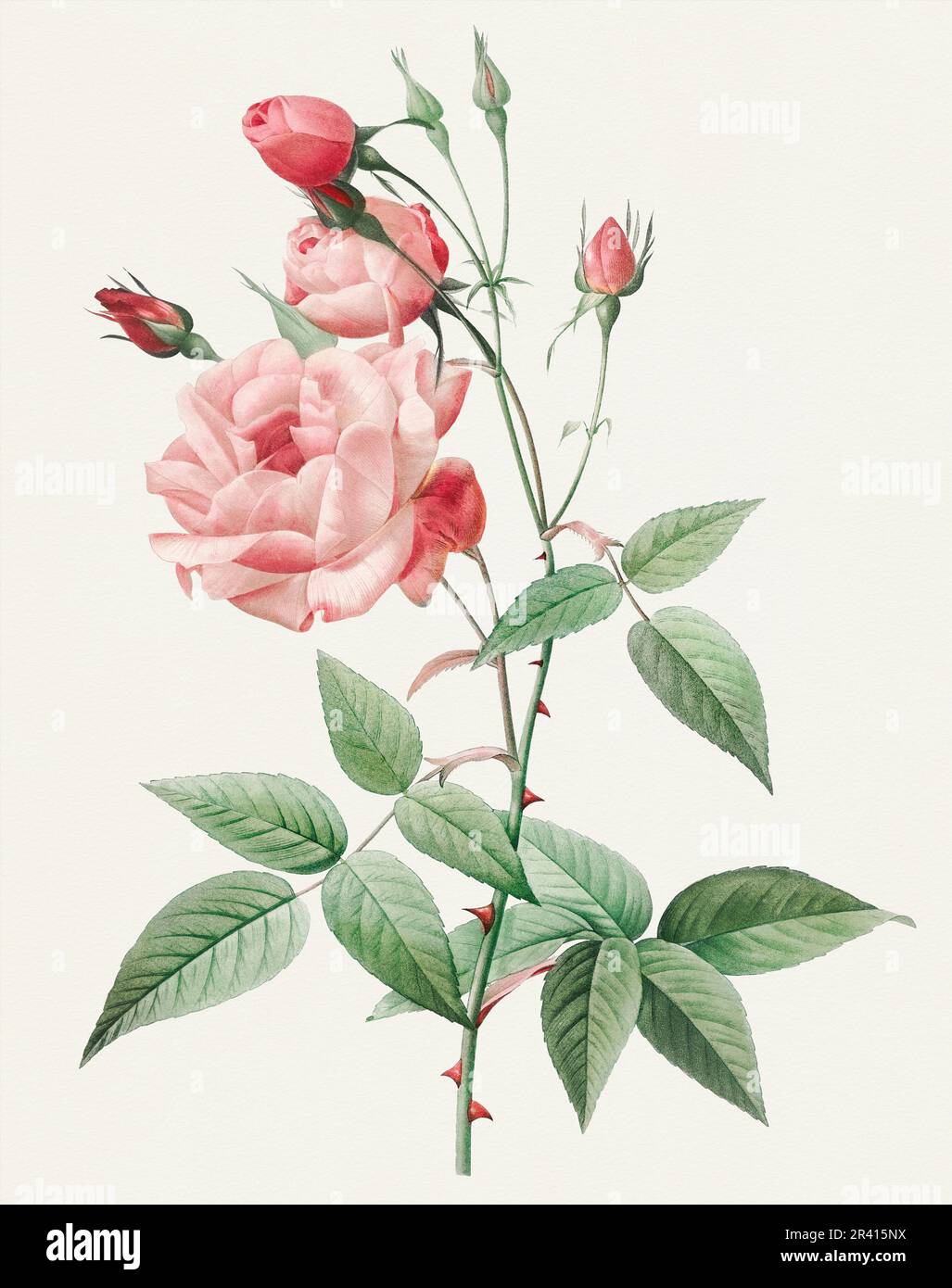 Antique Rose illustration. Rose of India Stock Photo - Alamy