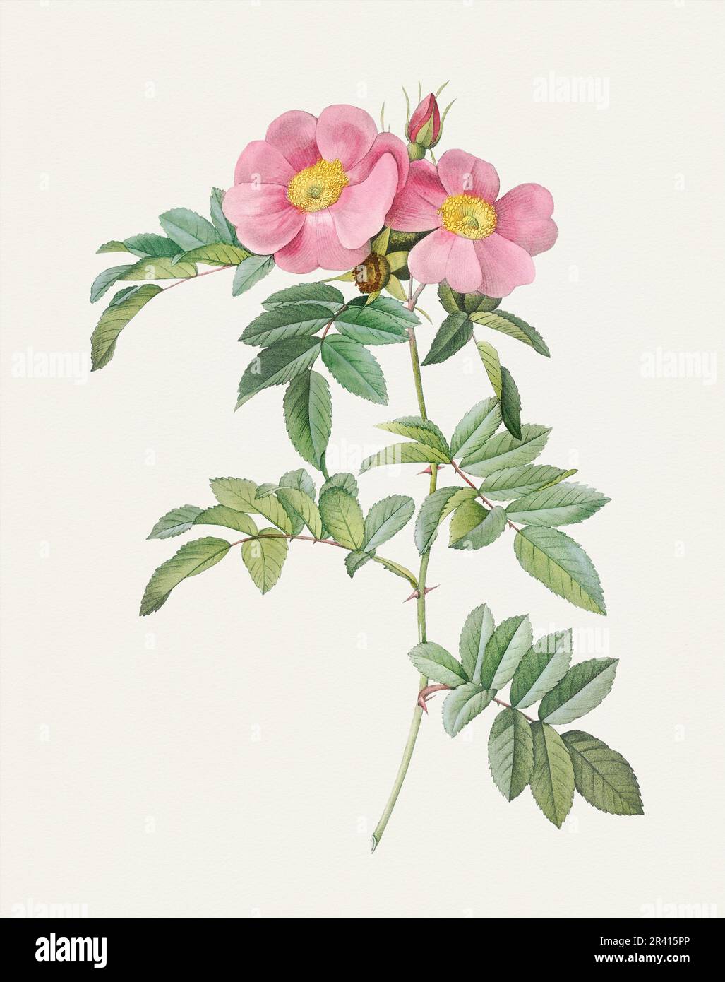 Antique Rose illustration. Shining Rose Stock Photo - Alamy