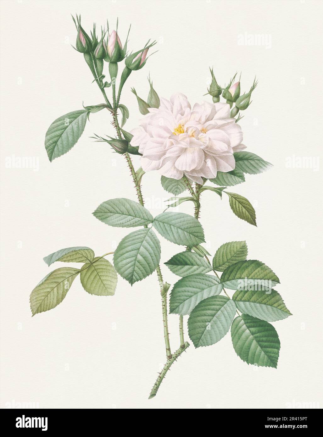 White rose botanical illustration hi-res stock photography and images ...