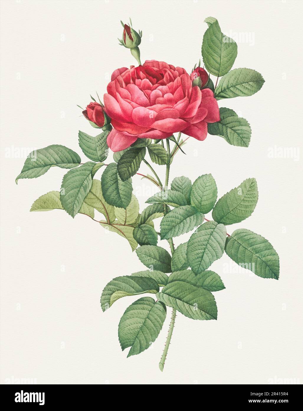 Antique Rose illustration. Botanical rose flower art. Bridge Rose Stock ...