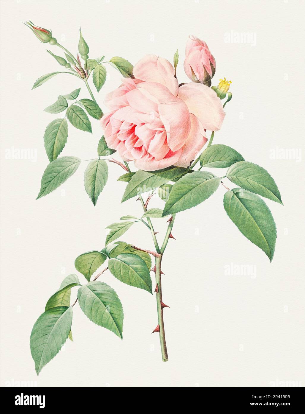 Intricate botanical illustration hi-res stock photography and images ...