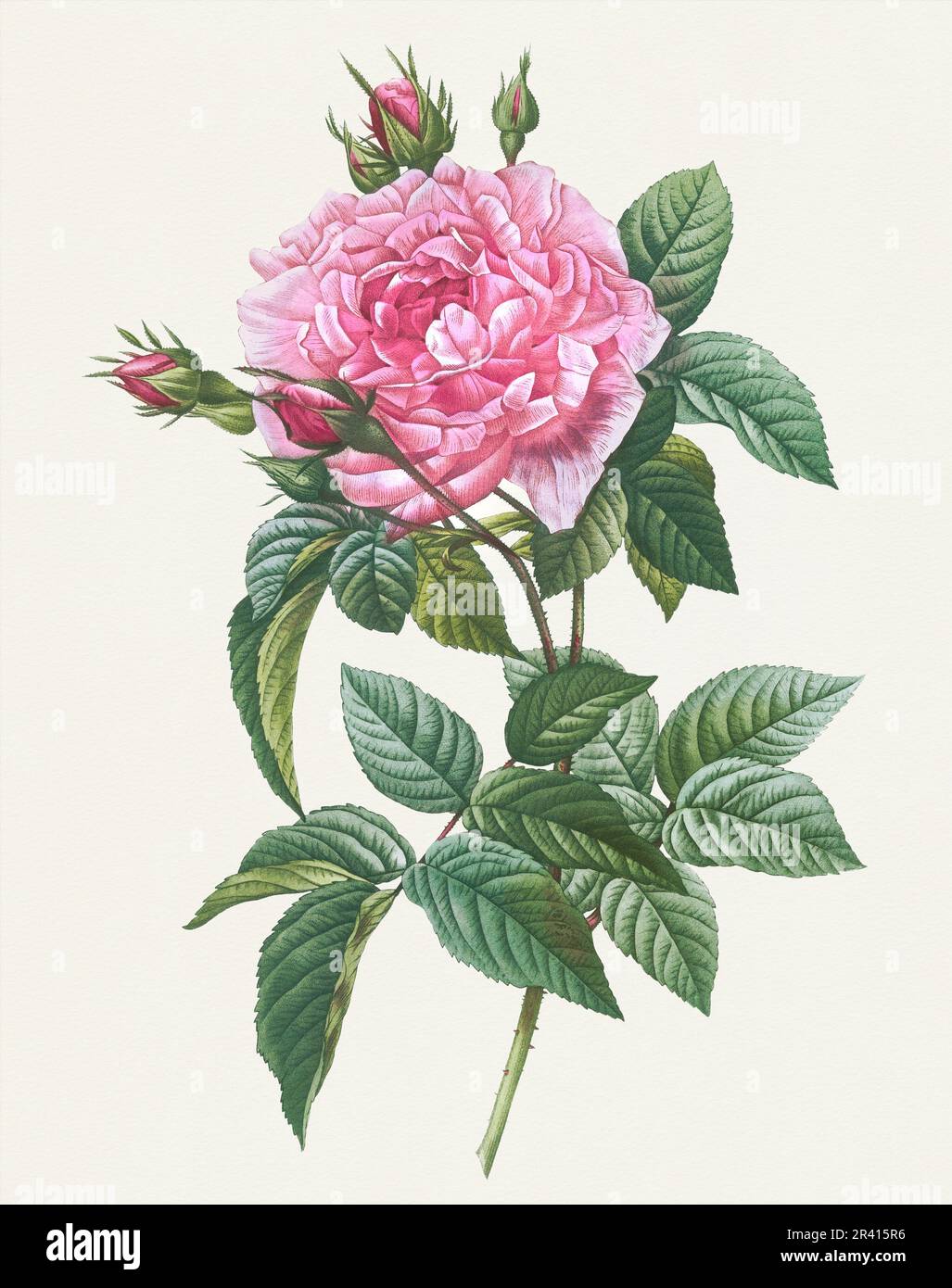 Antique Rose illustration. Botanical rose flower art. Gallic Rose Stock ...