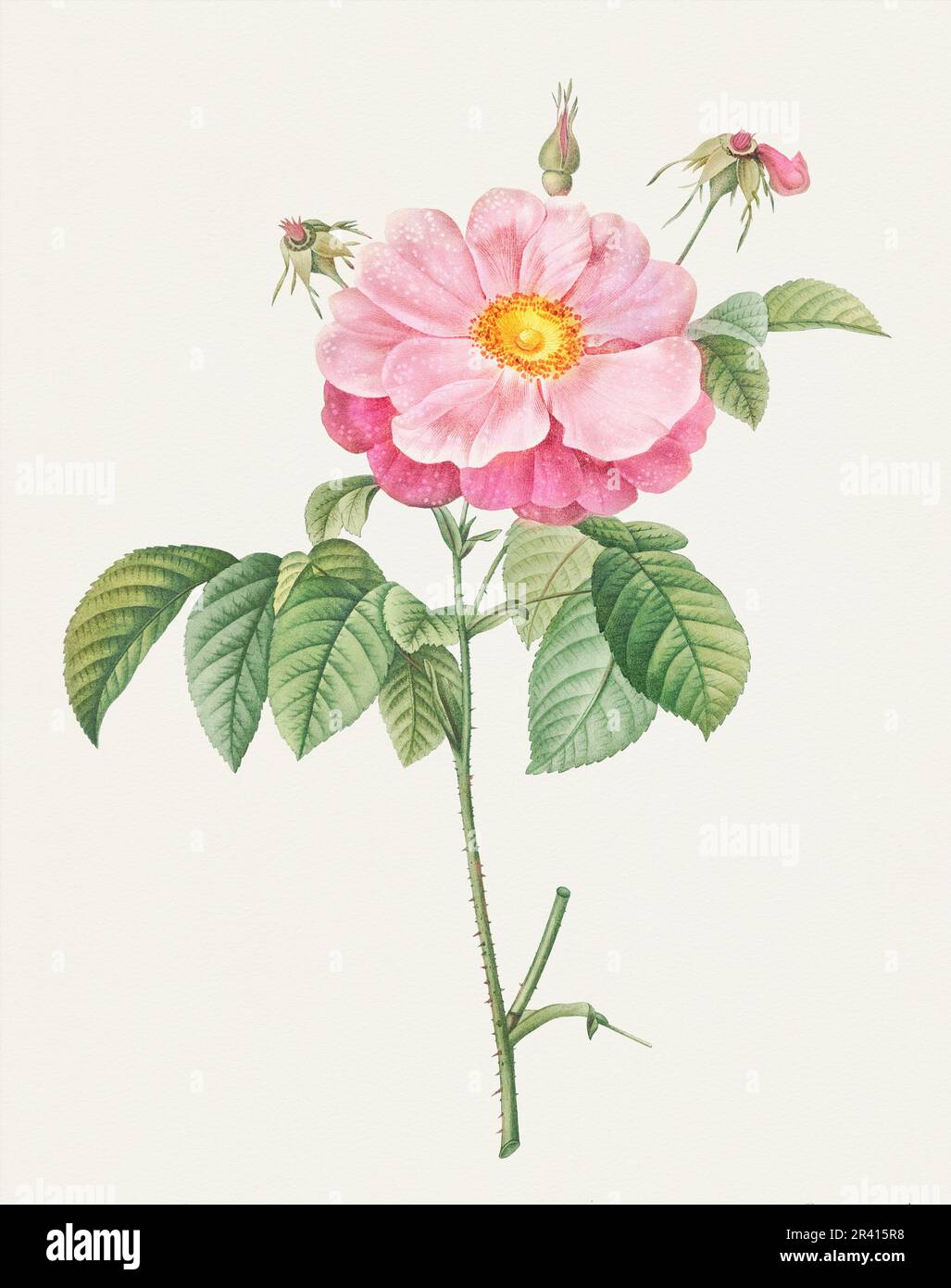 Antique Rose illustration. Botanical rose flower art. Marbled or ...