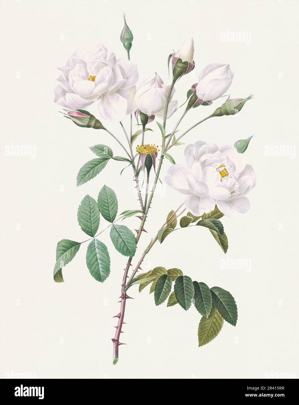 Antique Rose illustration. Botanical rose flower art. White Rose Stock ...