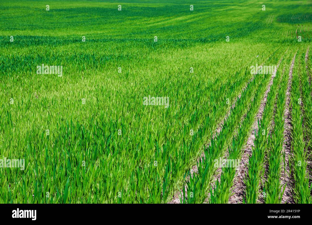 Young green wheat field hi-res stock photography and images - Alamy