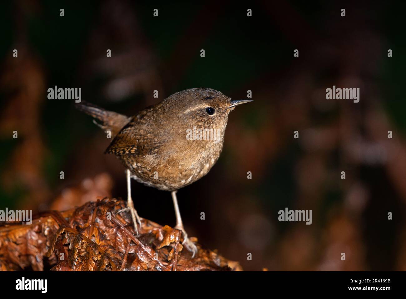 Pacific wren on a perch in the forest Stock Photo - Alamy