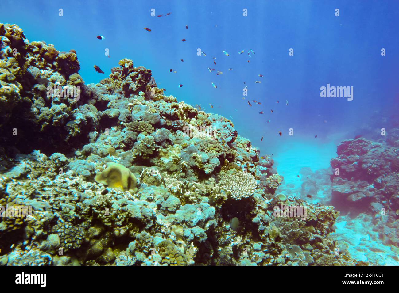 Madagascar underwater hi-res stock photography and images - Alamy