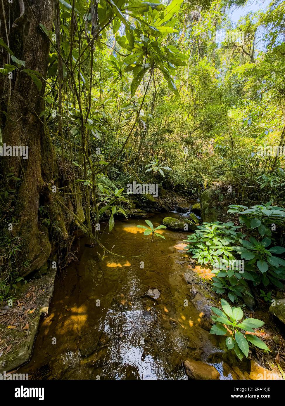 Landscape of Ranomafana national park, jungle and rainforest ...