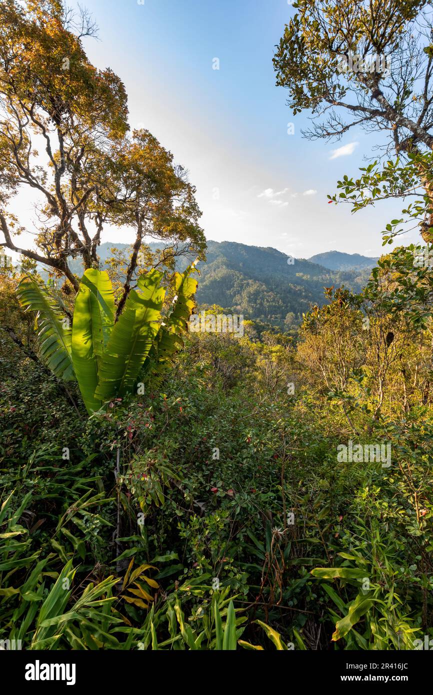 Madagascar rainforest landscape hi-res stock photography and images - Alamy