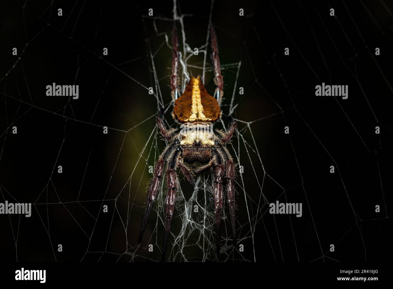 Caerostris extrusa, bark spider, Ranomafana national park, Madagascar ...