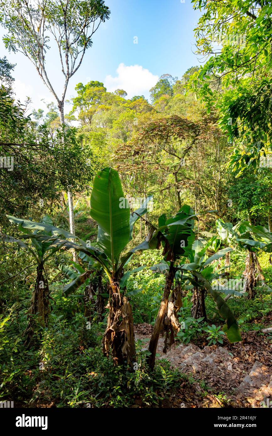 Landscape of Ranomafana national park, jungle and rainforest ...