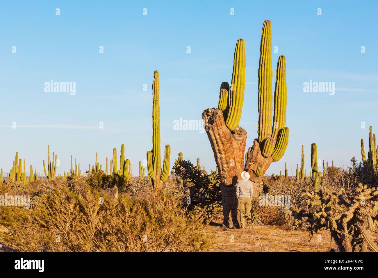 Cactus in Mexico Stock Photo - Alamy