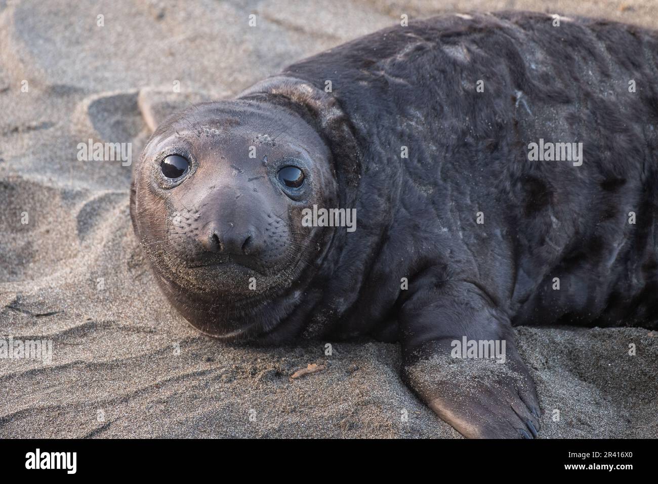 Elephant seal pup laying on the beach Stock Photo - Alamy