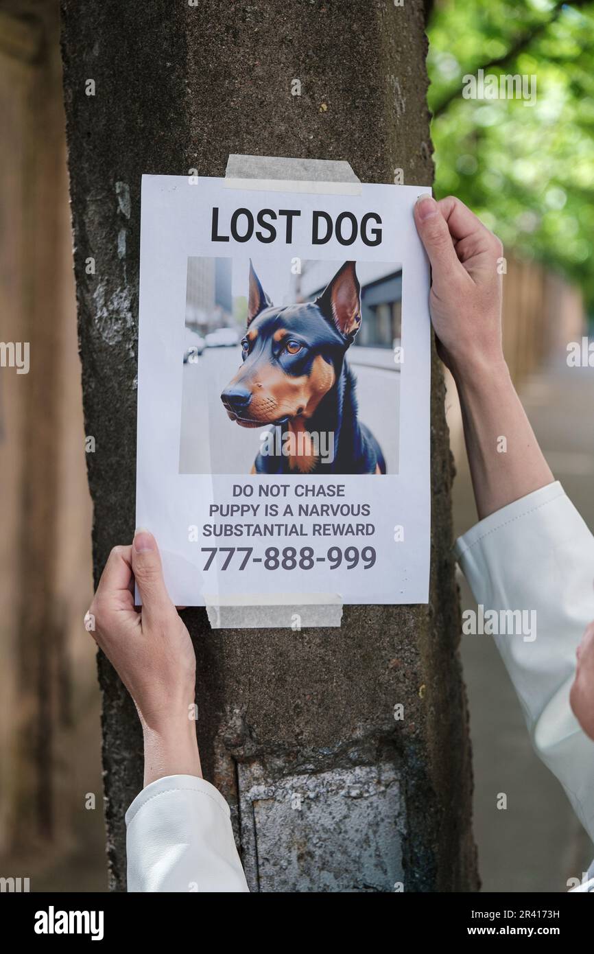 Women's hands stick an notice about the loss of a dog to a lamppost ...