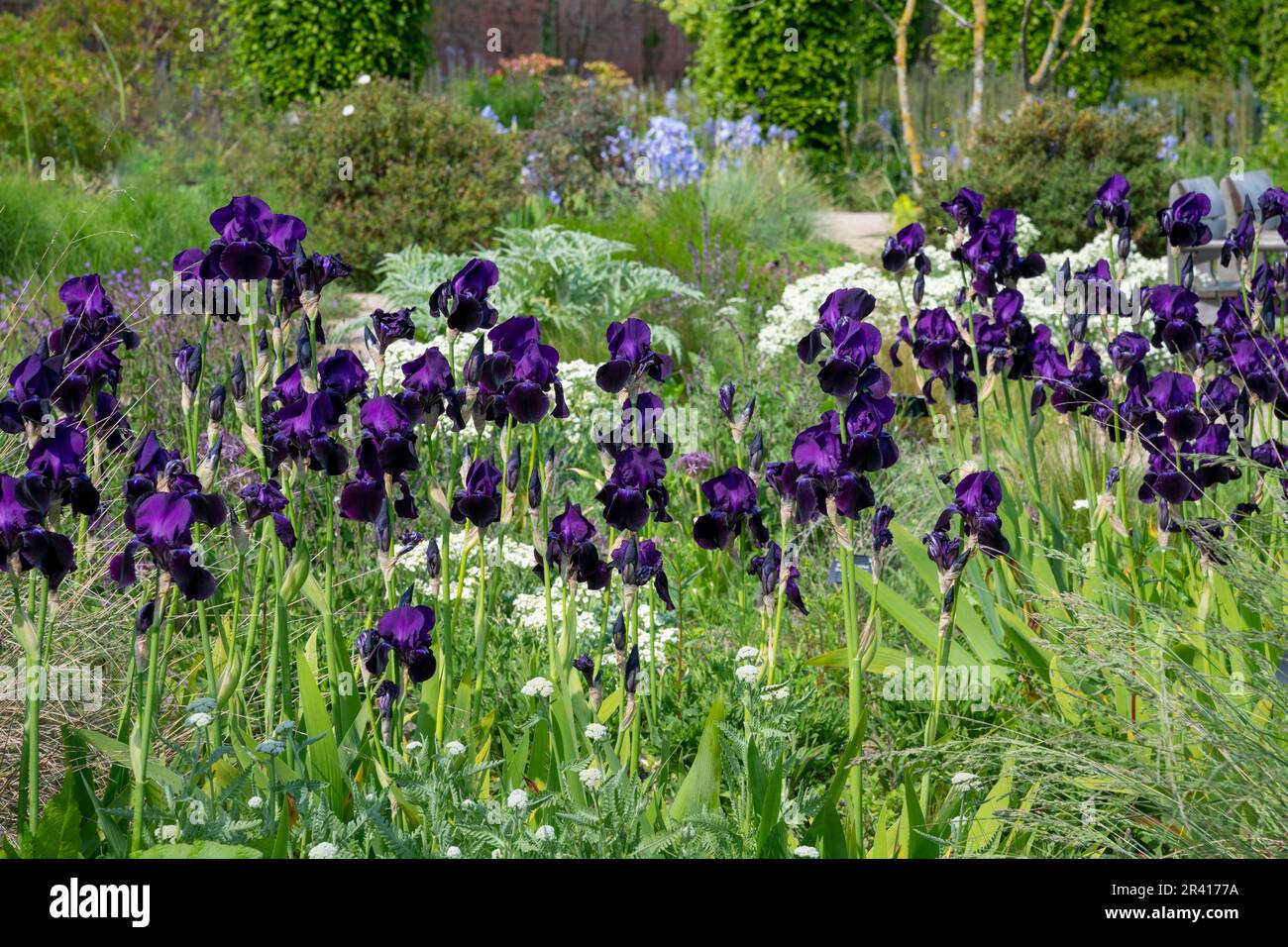 Deep purple bearded Iris at RHS Bridgewater, Greater Manchester ...