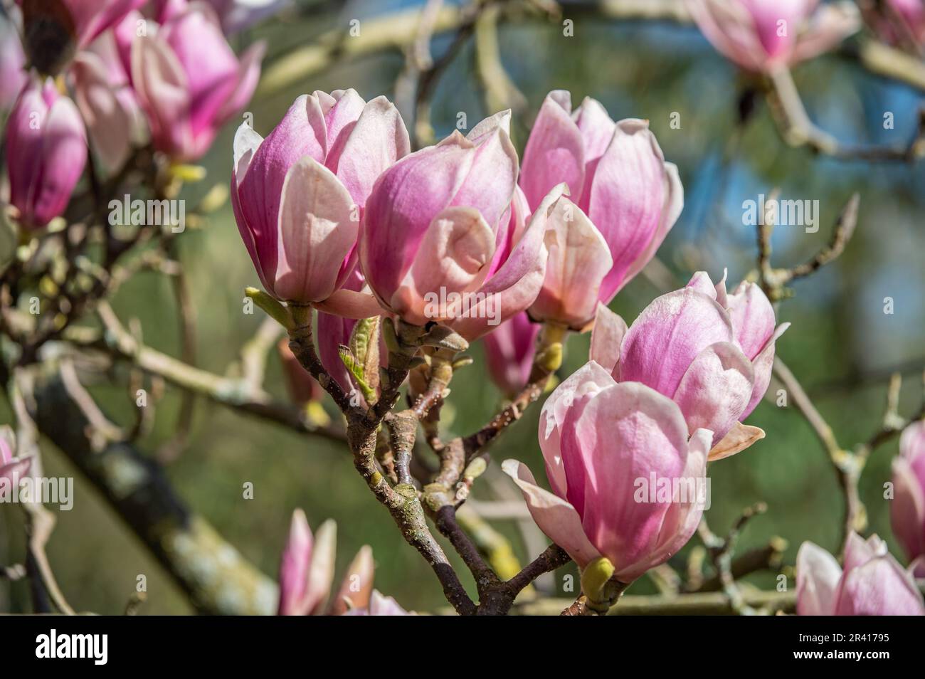 Magnolia forest hi-res stock photography and images - Alamy
