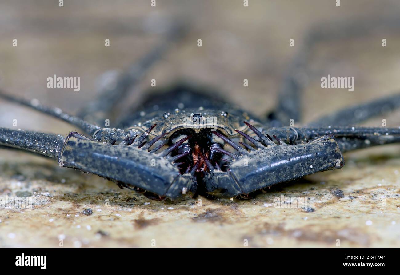 Whip spider (Paraphrynus laevifrons) showing the pedipalps with large ...