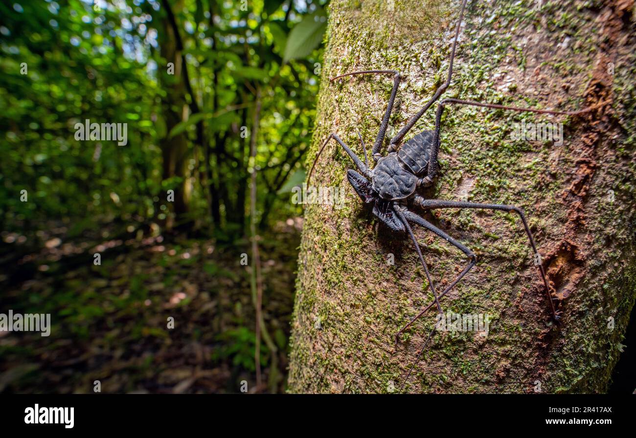 Rainforest with a beautiful whip spider (Paraphrynus laevifrons). Photo ...