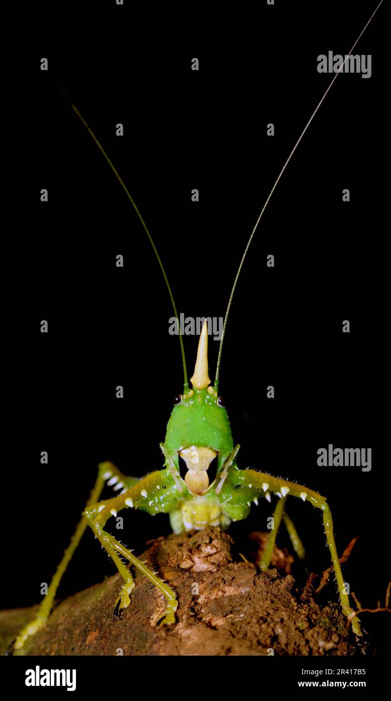 The rhinoceros katydid (Copiphora rhinoceros) from the rainforest of ...