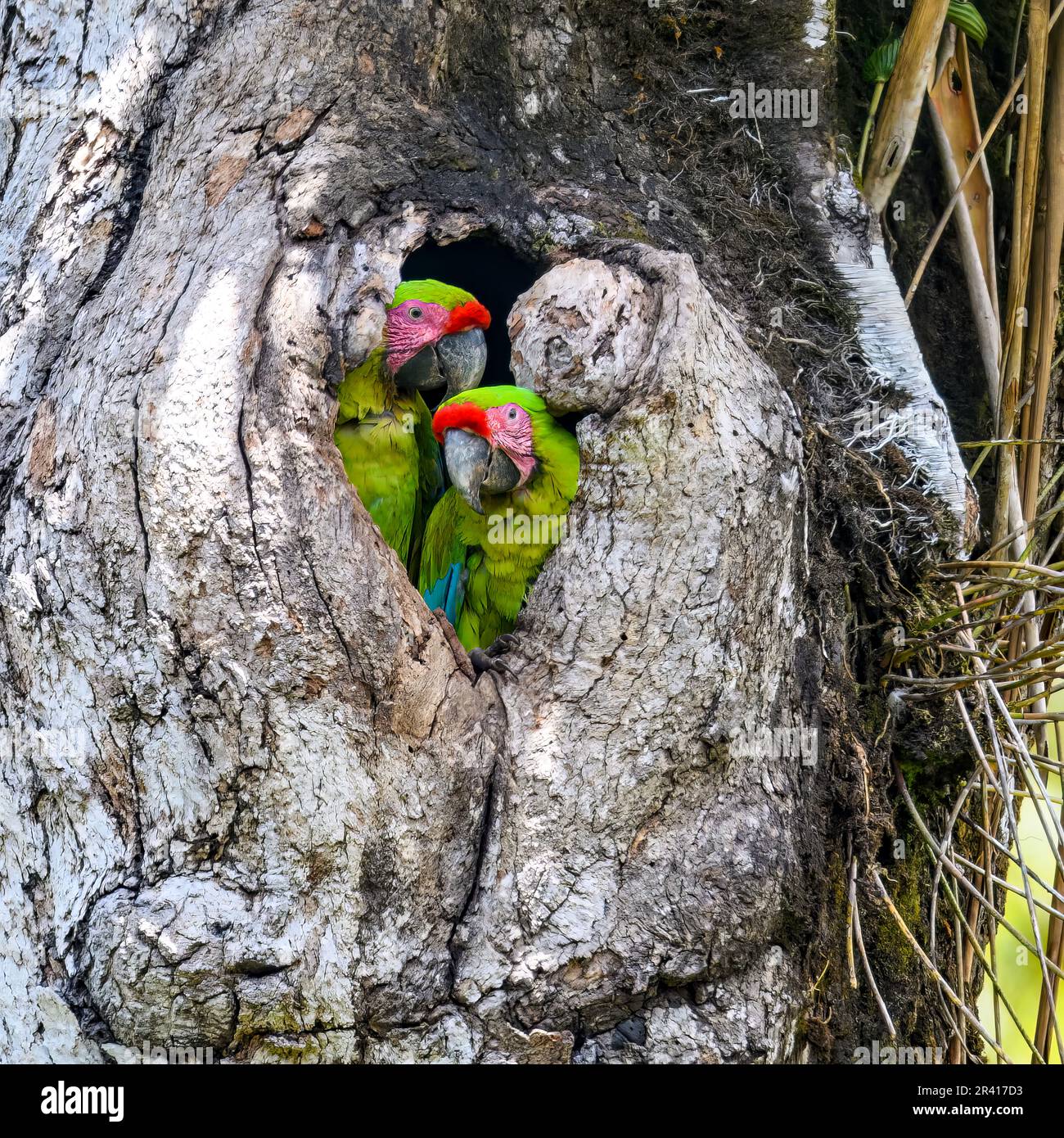Two large chickens of the great green macaw (Ara ambiguus) at their ...
