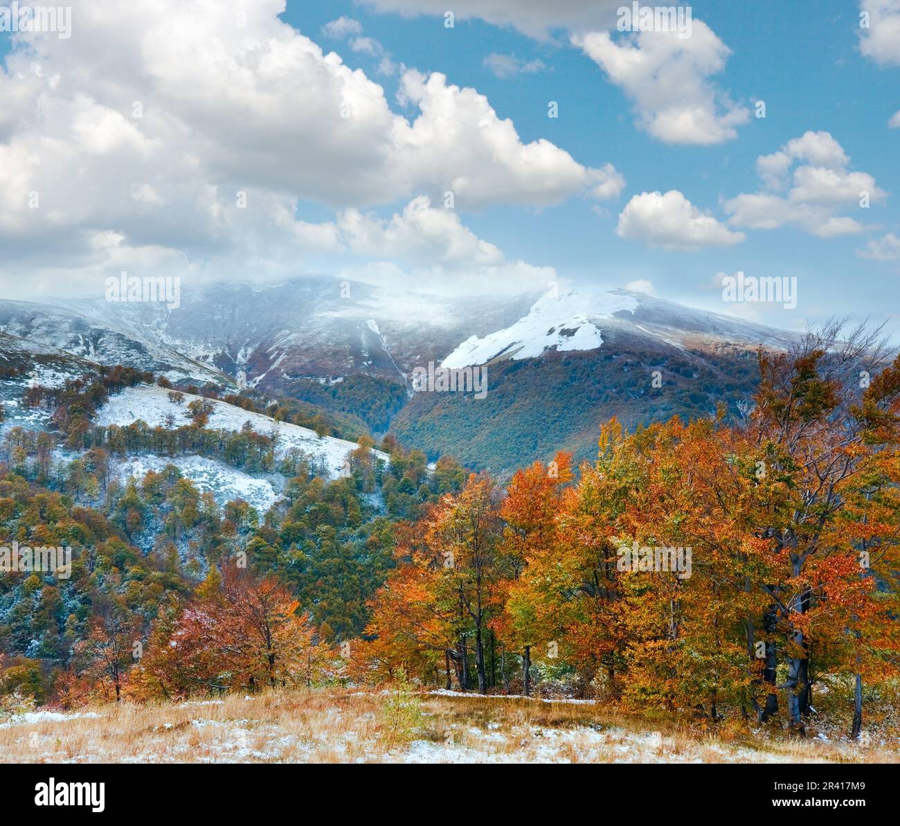 First winter snow and autumn colorful foliage on mountain Stock Photo ...