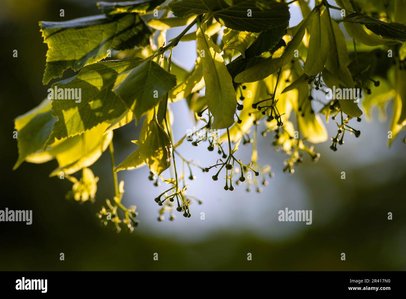 A branch of lime tree. Green leaves of a linden tree. Tilia americana ...