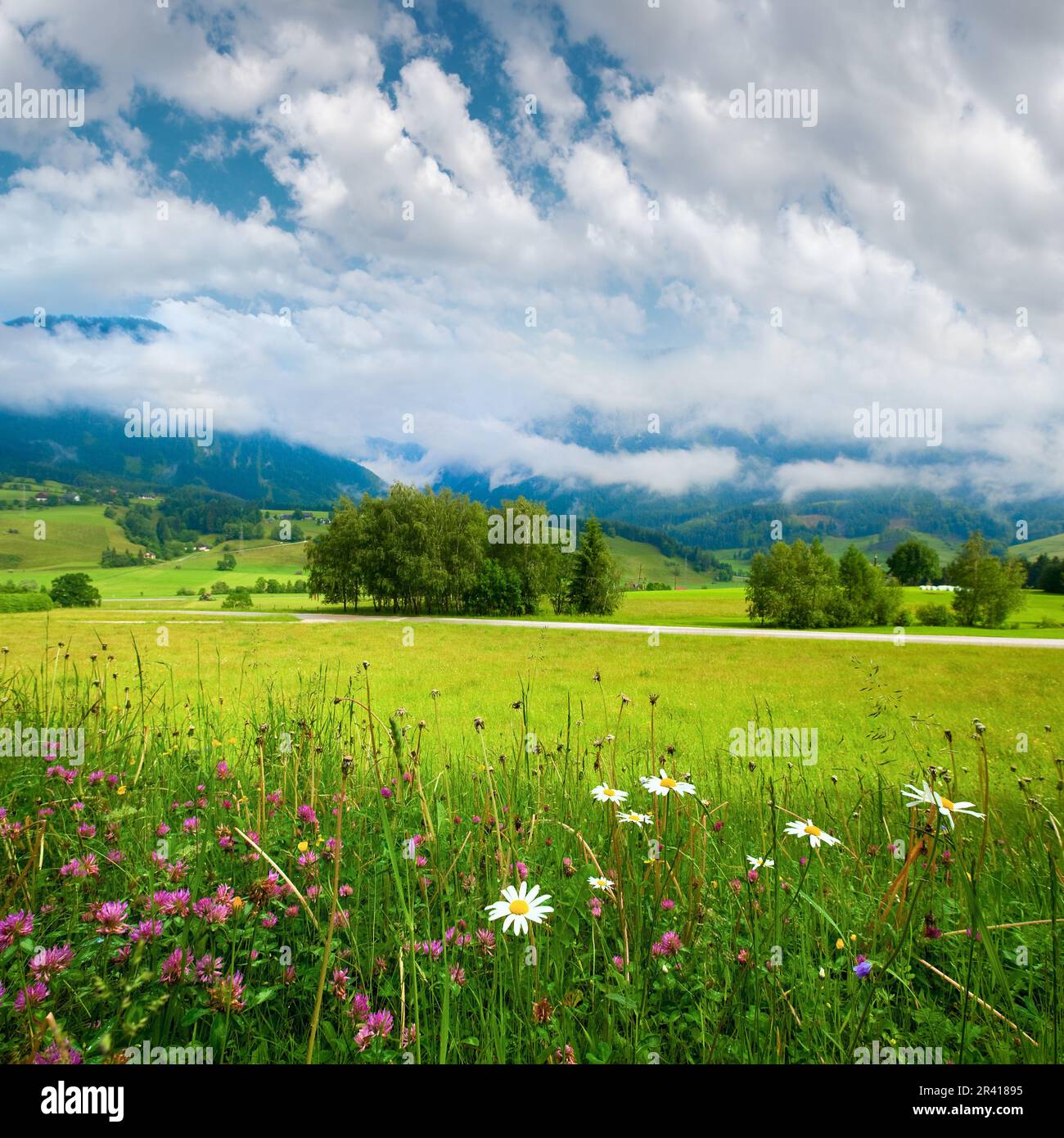 Scenic view green meadow hi-res stock photography and images - Alamy